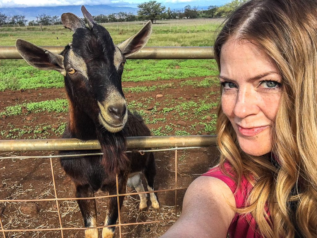 I Found Goats in Maui and You Can Too! - CleverDever Wherever